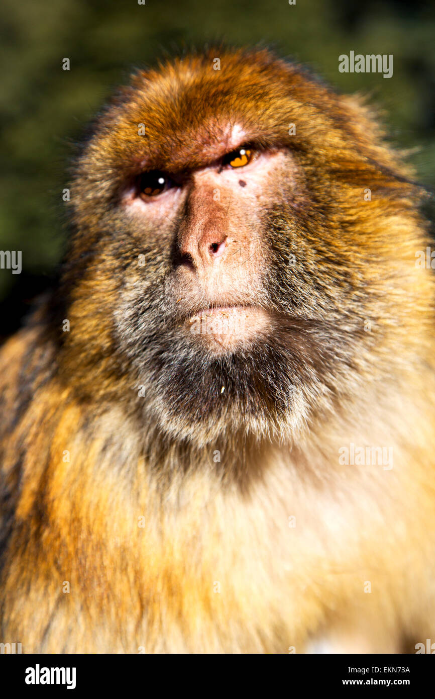 africa in morocco cedar forest the primitive monkey animal wildlife ...