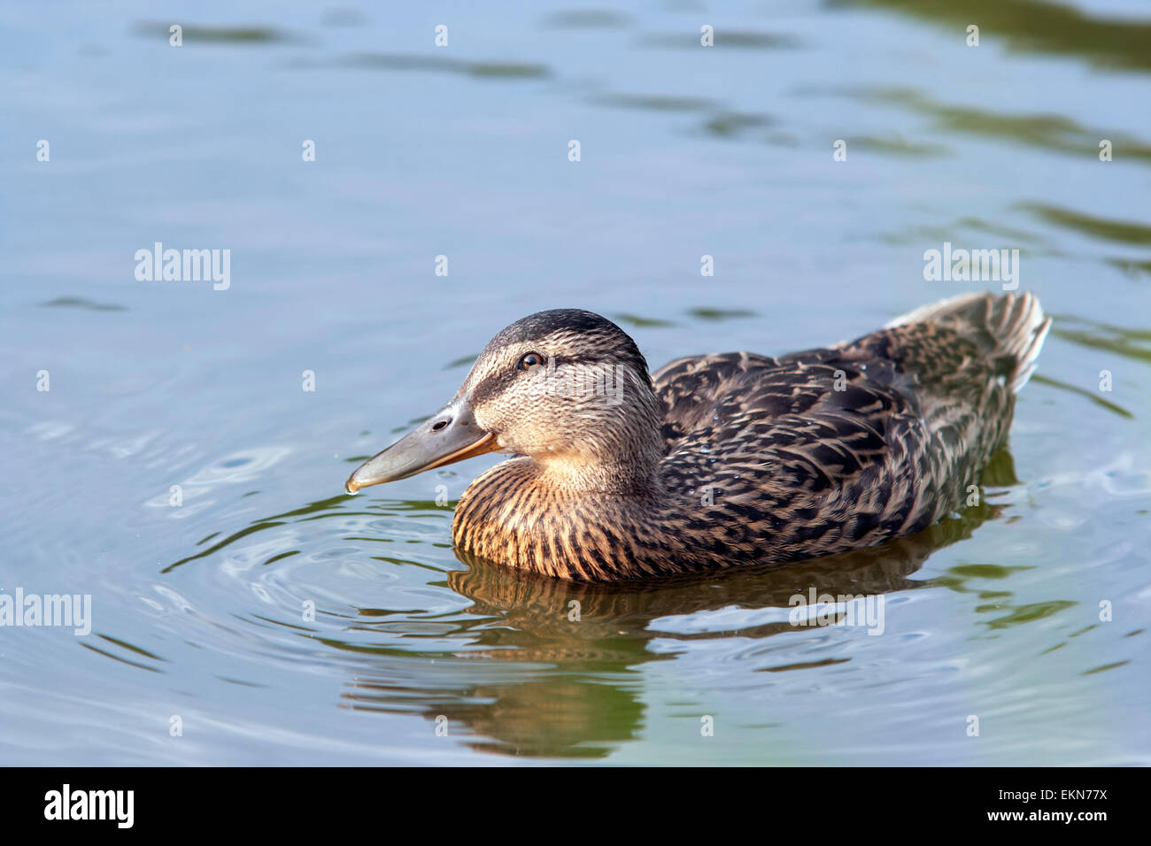 wild duck floating on the water Stock Photo - Alamy