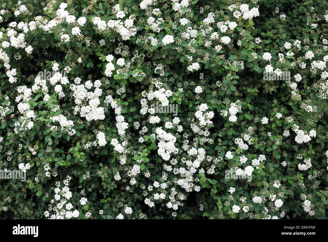 Bush nature plant leaves hi-res stock photography and images - Alamy