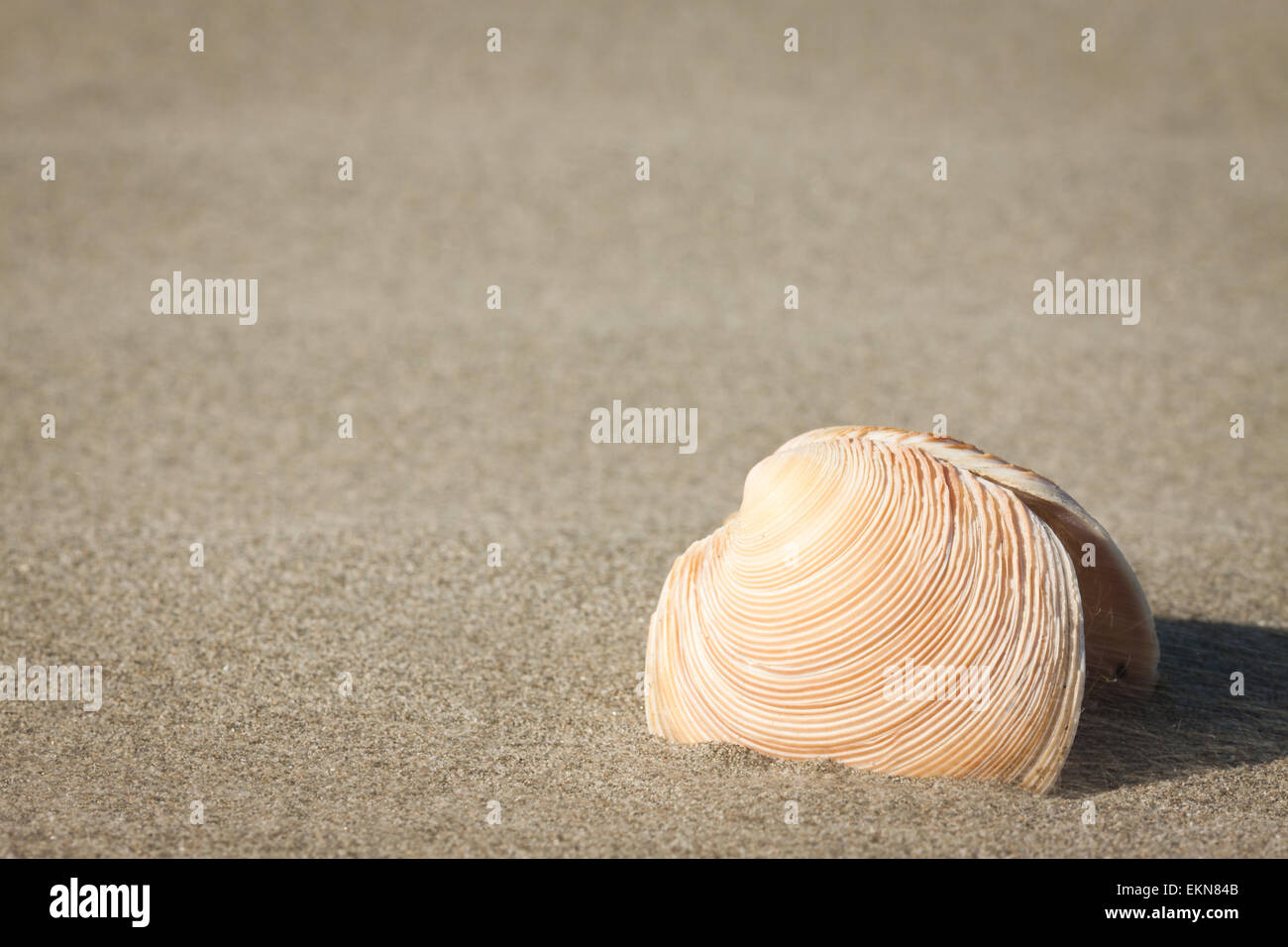 Sea-shell in sand Stock Photo - Alamy