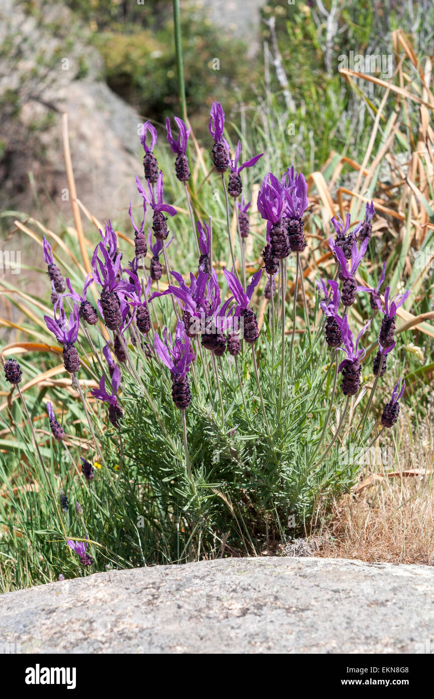 Flowers of Spanish lavender, Lavandula stoechas. Photo taken in ...