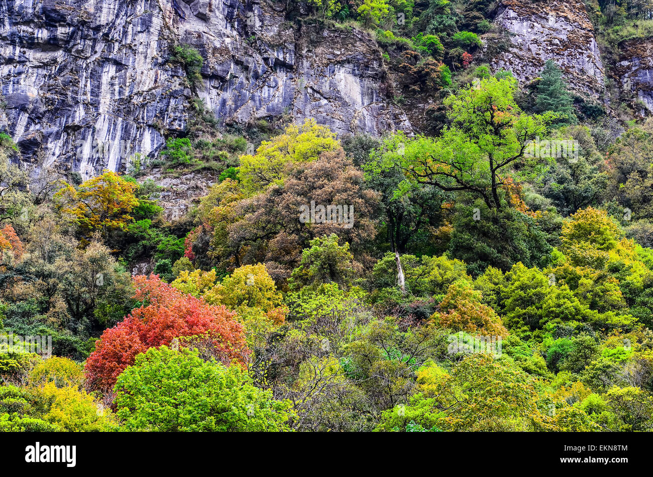 Foliage detail hi-res stock photography and images - Alamy