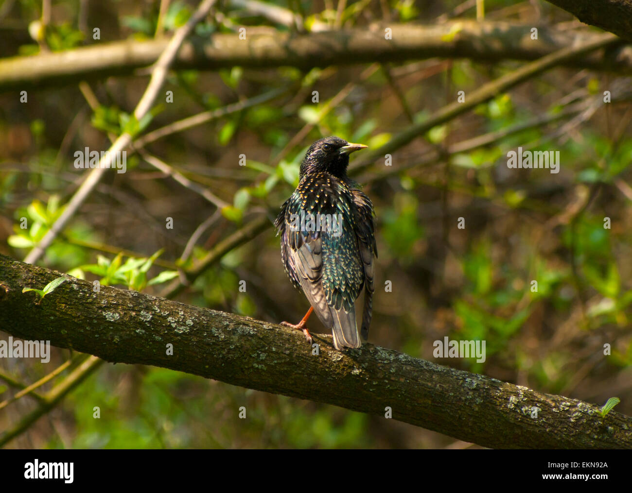 Starling(Sturnus vulgaris) on branch, Europe,Ukraine Stock Photo - Alamy