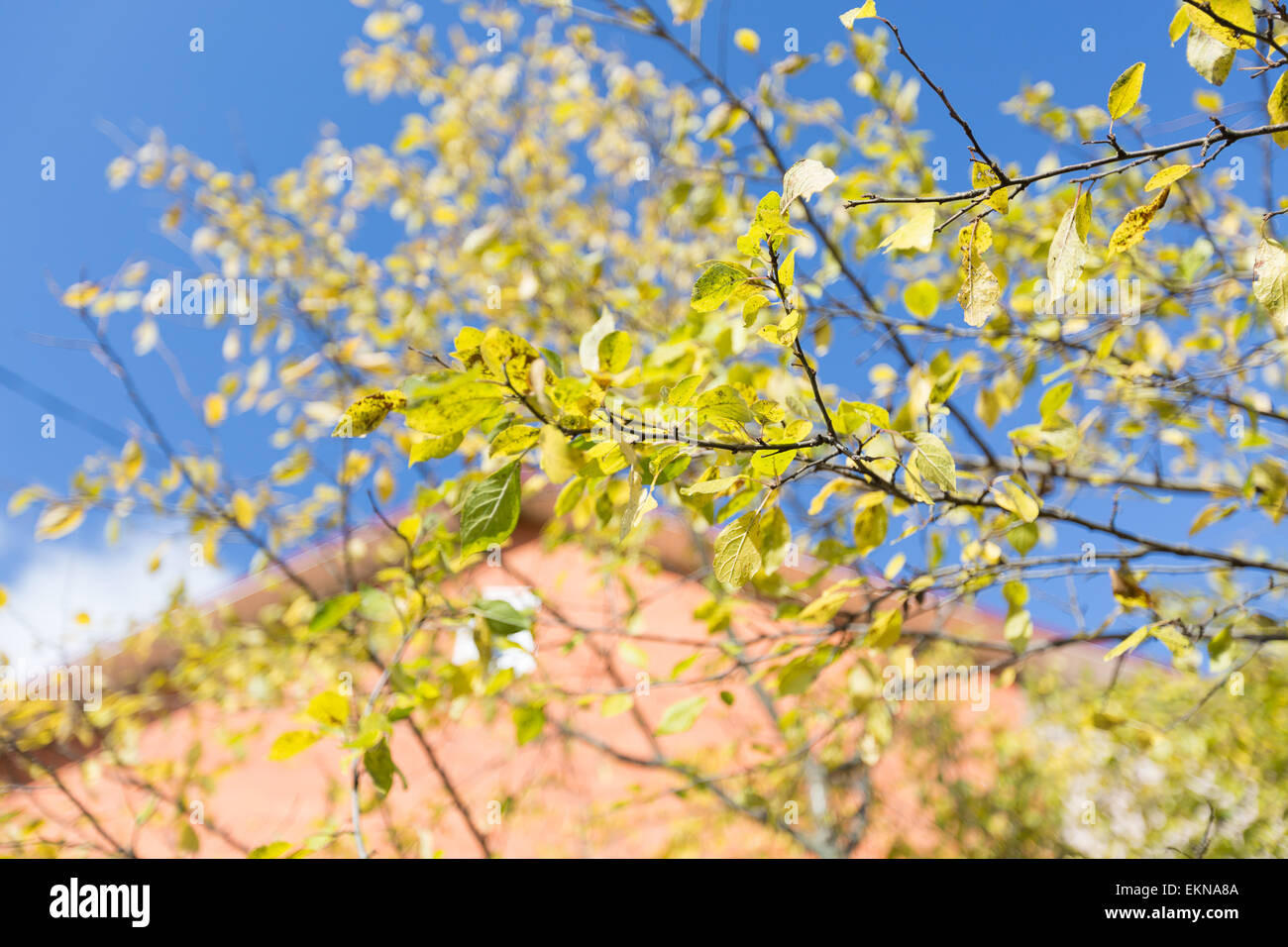 Plum tree at Fall Stock Photo - Alamy