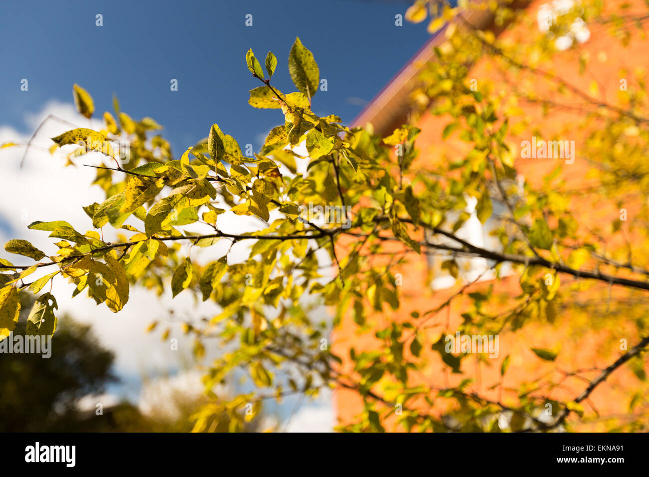 Plum tree at Fall Stock Photo - Alamy