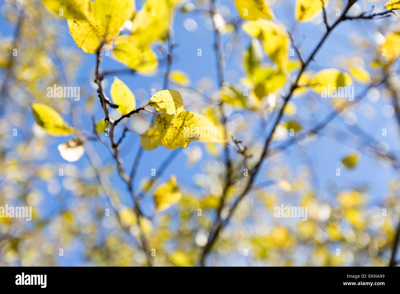 Plum tree autumn hi-res stock photography and images - Alamy