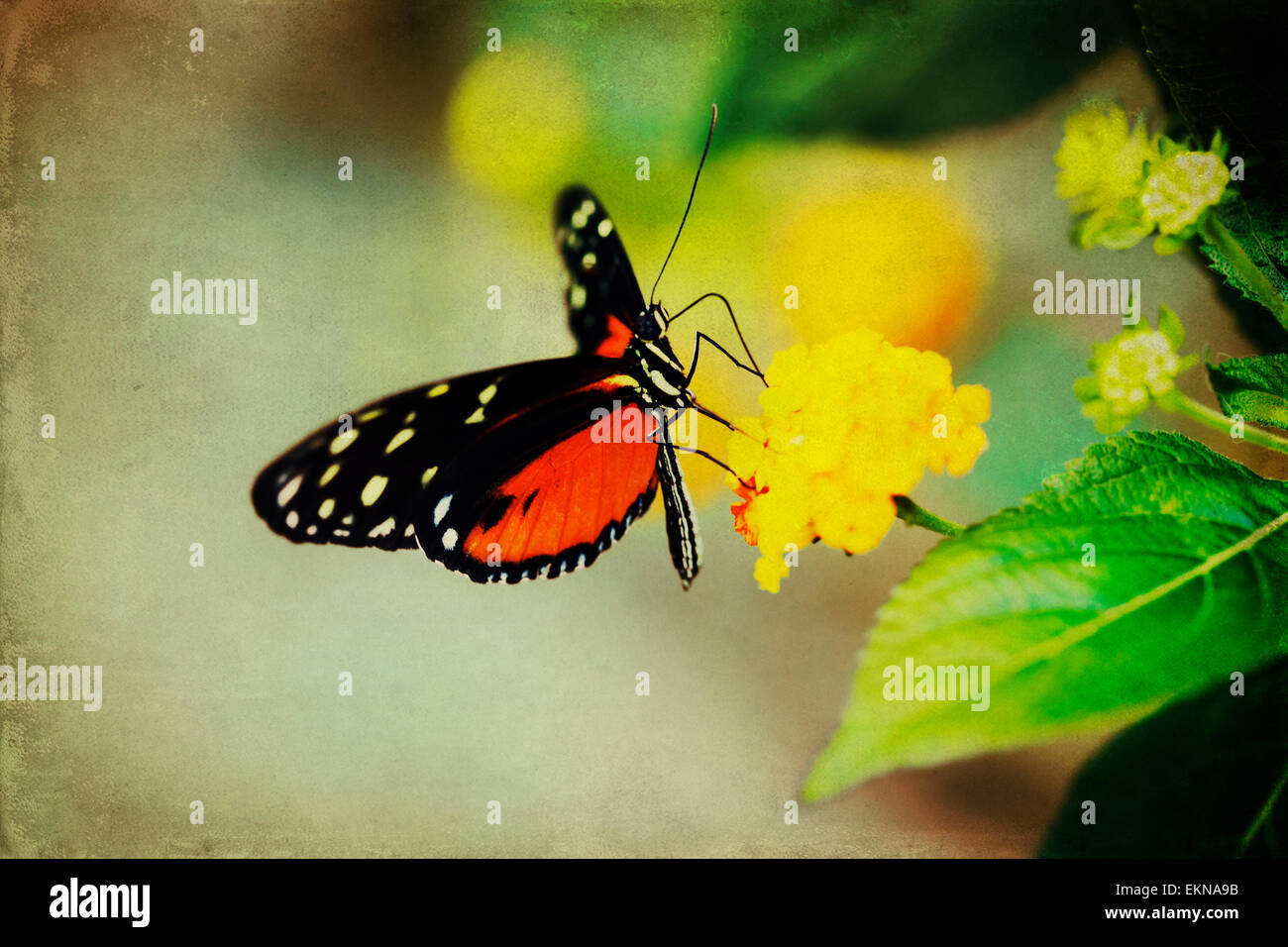 Striking monarch butterfly hi-res stock photography and images - Alamy