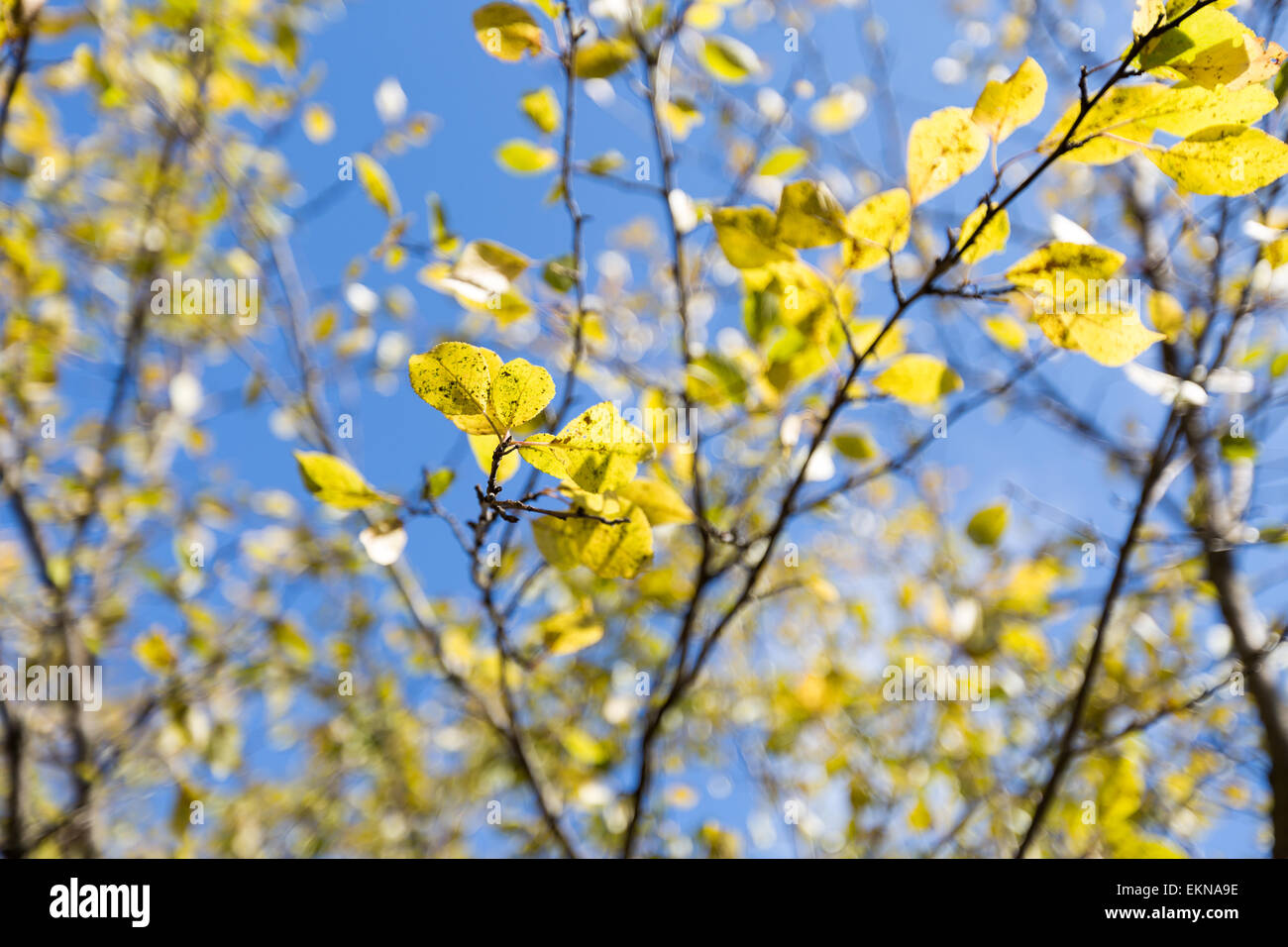 Plum tree at Fall Stock Photo - Alamy
