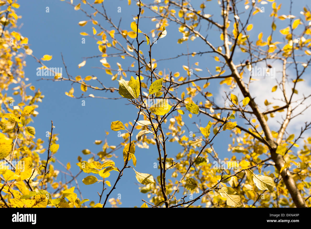 Plum tree autumn hi-res stock photography and images - Alamy