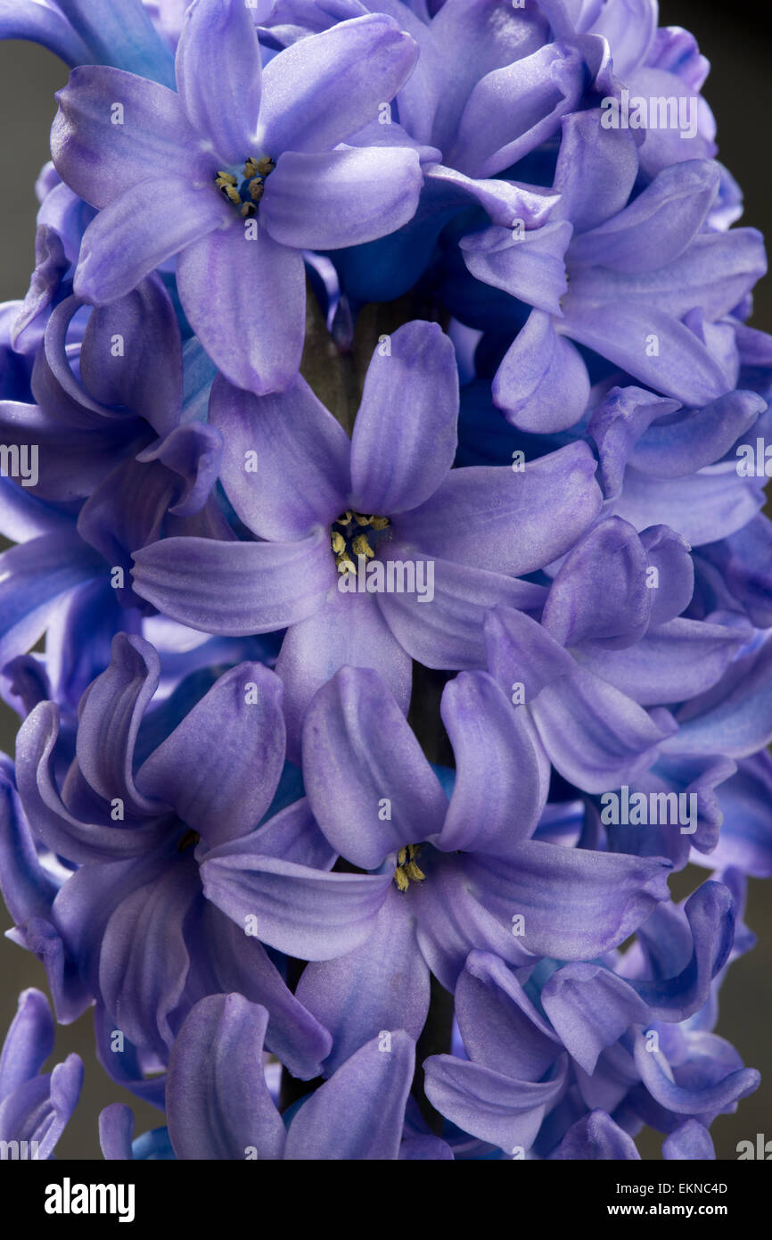 hyacinth blue purple flower closeup macro on black Stock Photo - Alamy