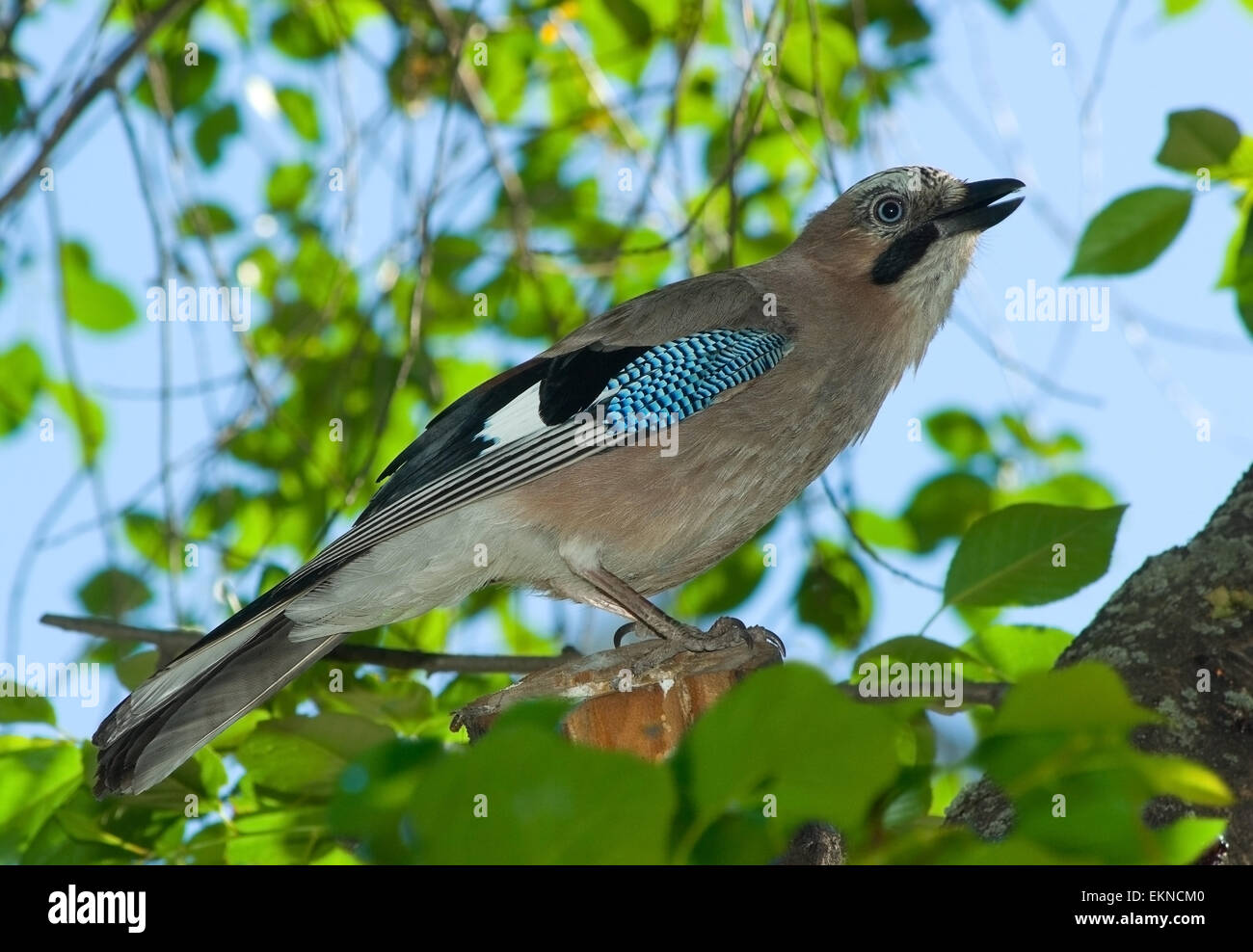 Eurasian jay flying hi-res stock photography and images - Alamy