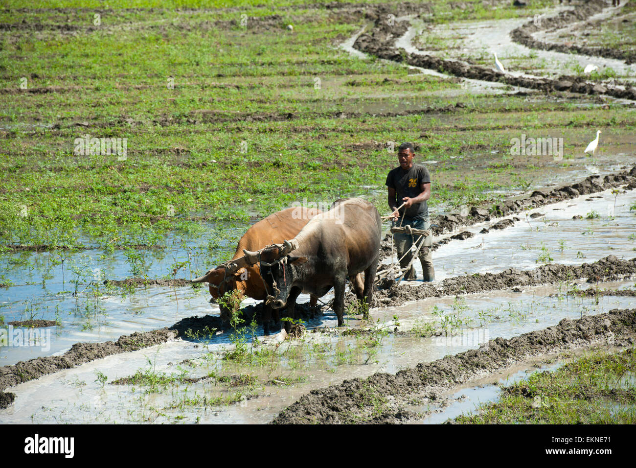 Dominikanische Republik, Südwesten, Reisbauer im Tal von San Juan de la ...