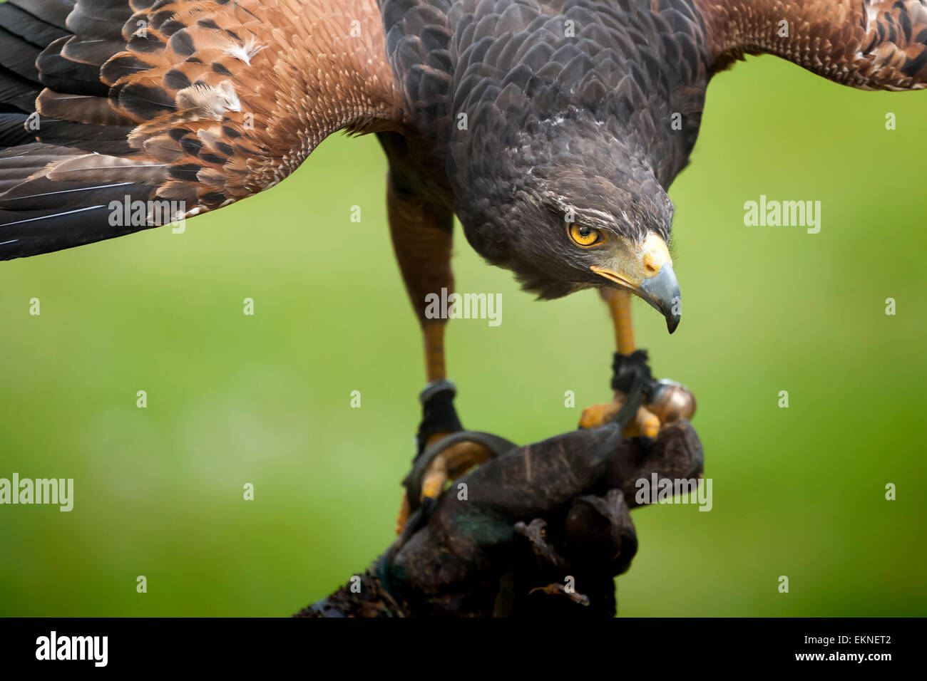 Beautiful hawk hi-res stock photography and images - Alamy