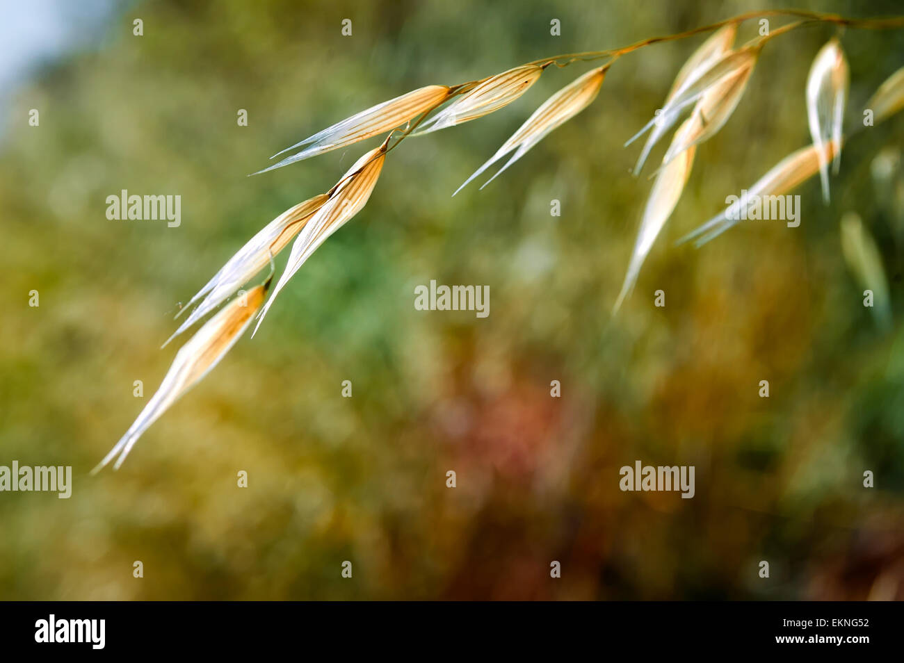 Close up of an oat branch under the warm summer sun Stock Photo - Alamy
