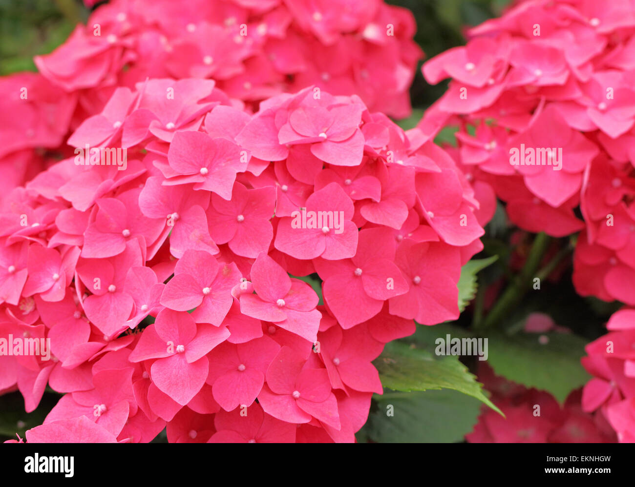 Pink hydrangea flower Stock Photo - Alamy