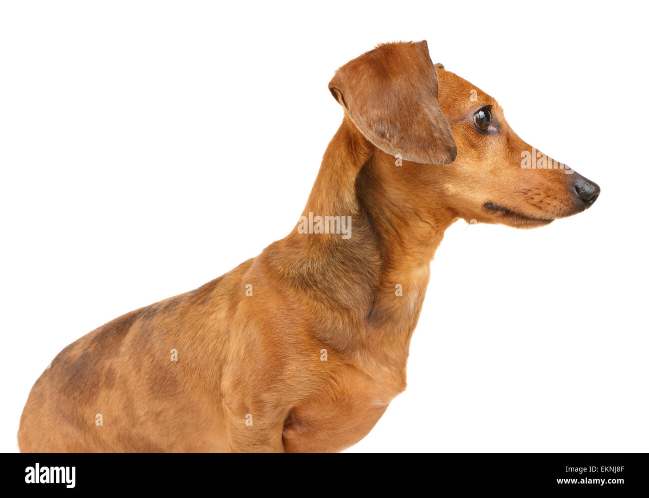 Brown dachshund dog isolated on white background Stock Photo - Alamy