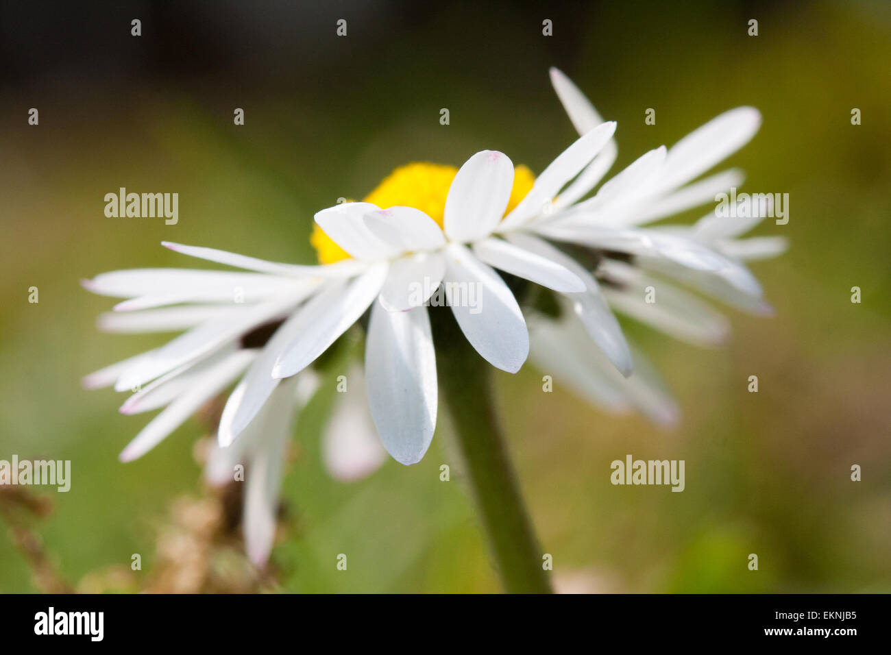 One of the many daisies that brighten up our roadside grass verges ...