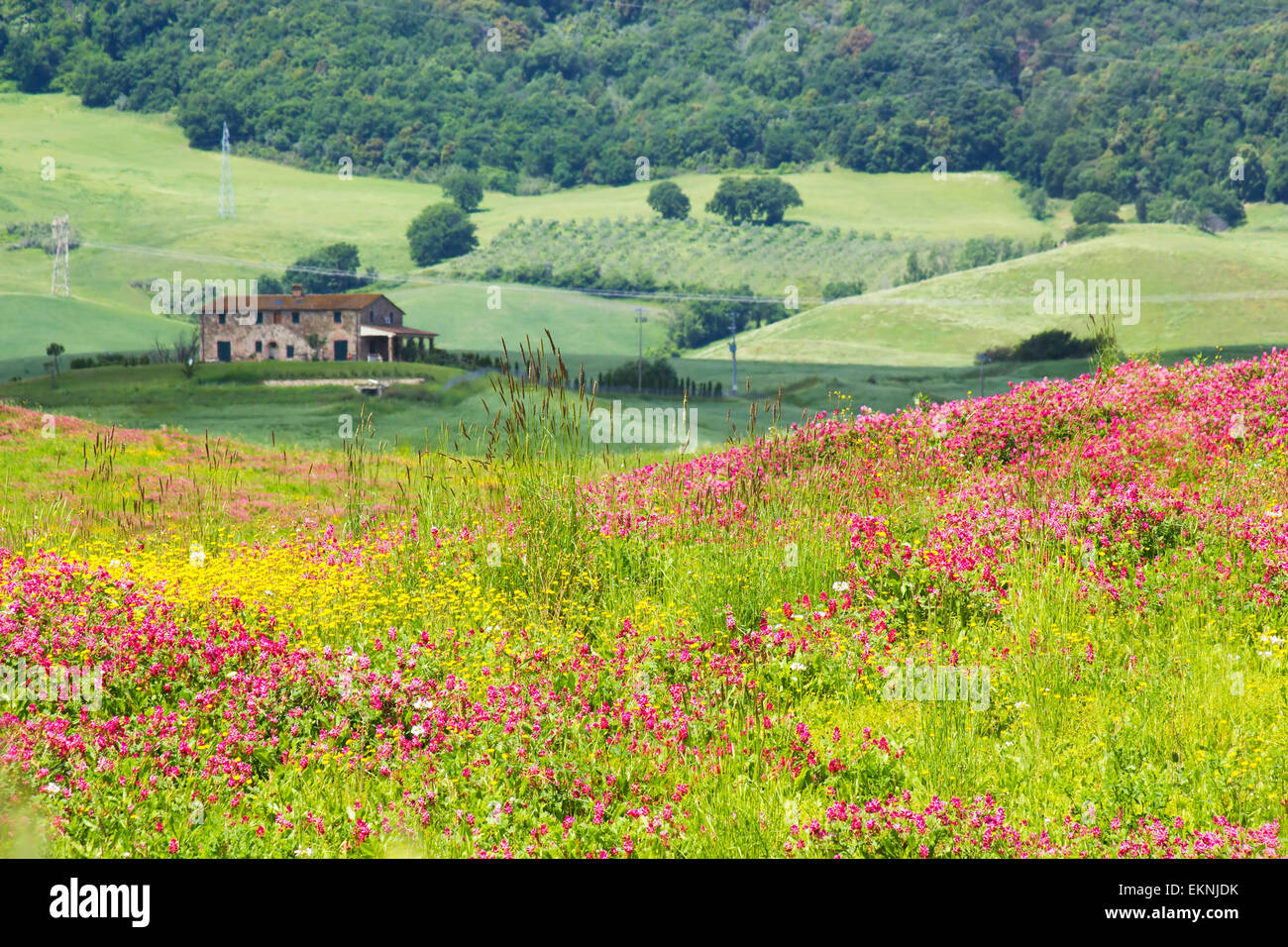 Tuscany landscape with spring flowers, Italy Stock Photo - Alamy
