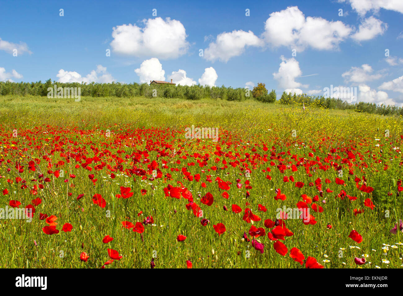 spring in Tuscany, landscape with poppies Stock Photo - Alamy