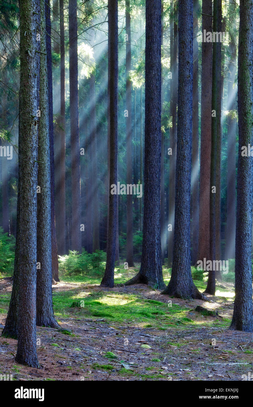 rays of light in forest Stock Photo - Alamy