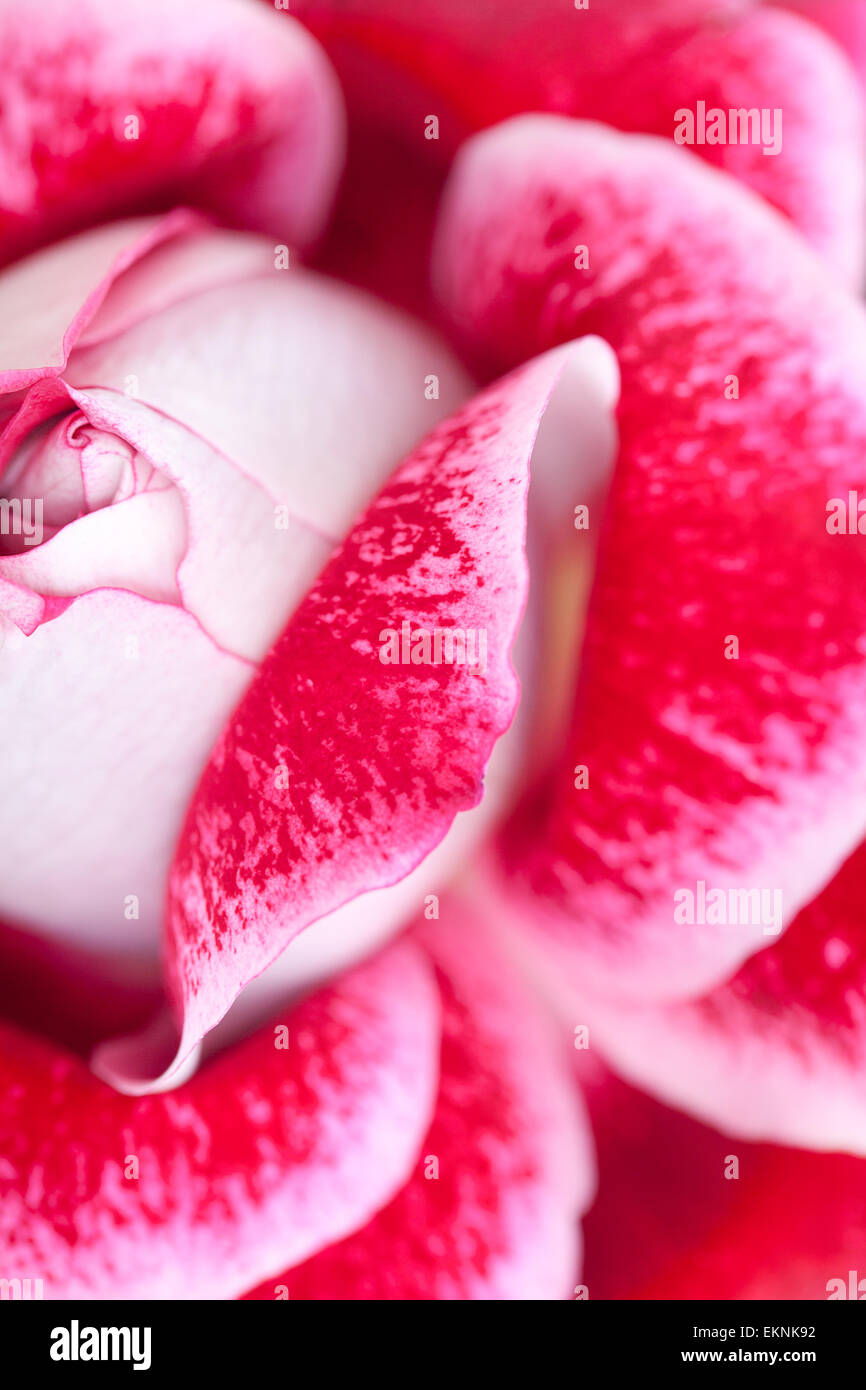 background of unusual beautiful red rose Stock Photo - Alamy