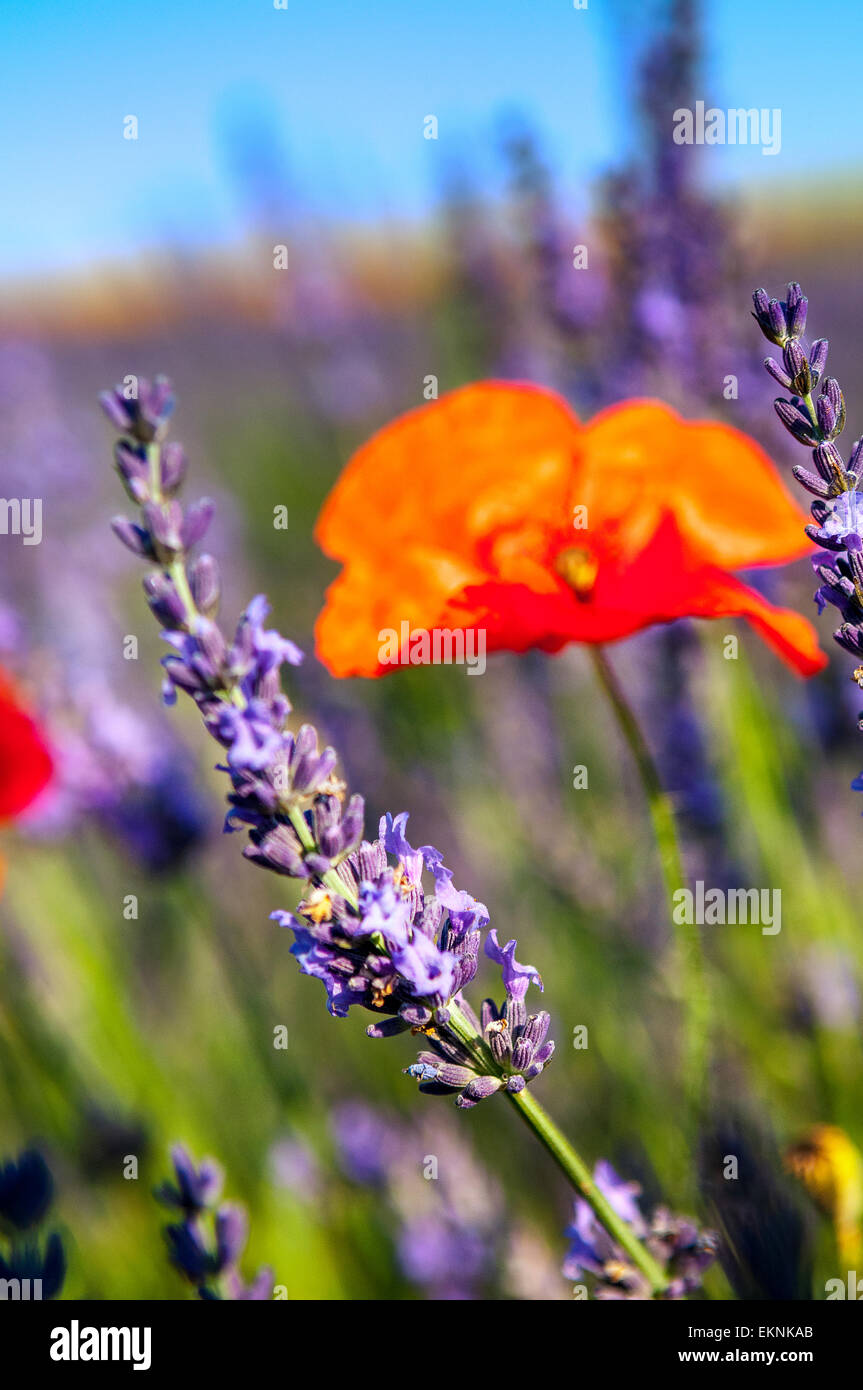 poppy flower and lavender Stock Photo - Alamy
