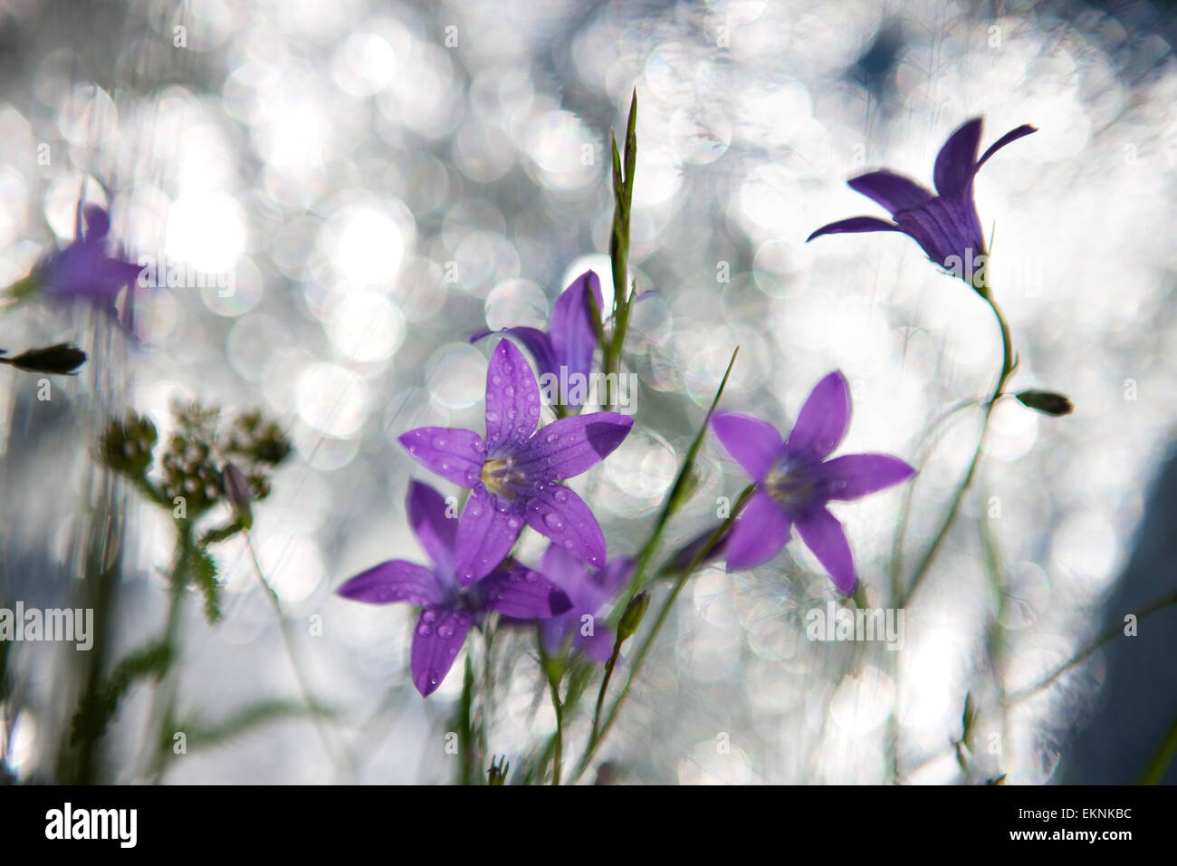 Campanula patula blossom hi-res stock photography and images - Alamy