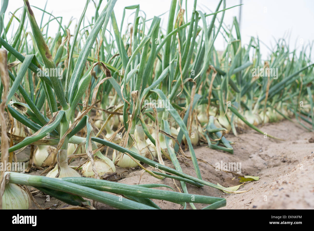 Onion plantation in a row Stock Photo - Alamy