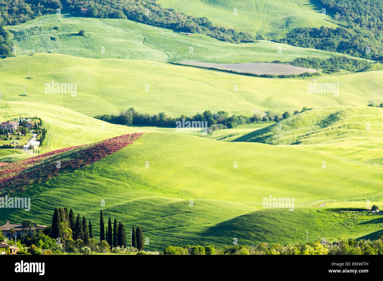 Summer day in tuscan forest hi-res stock photography and images - Alamy