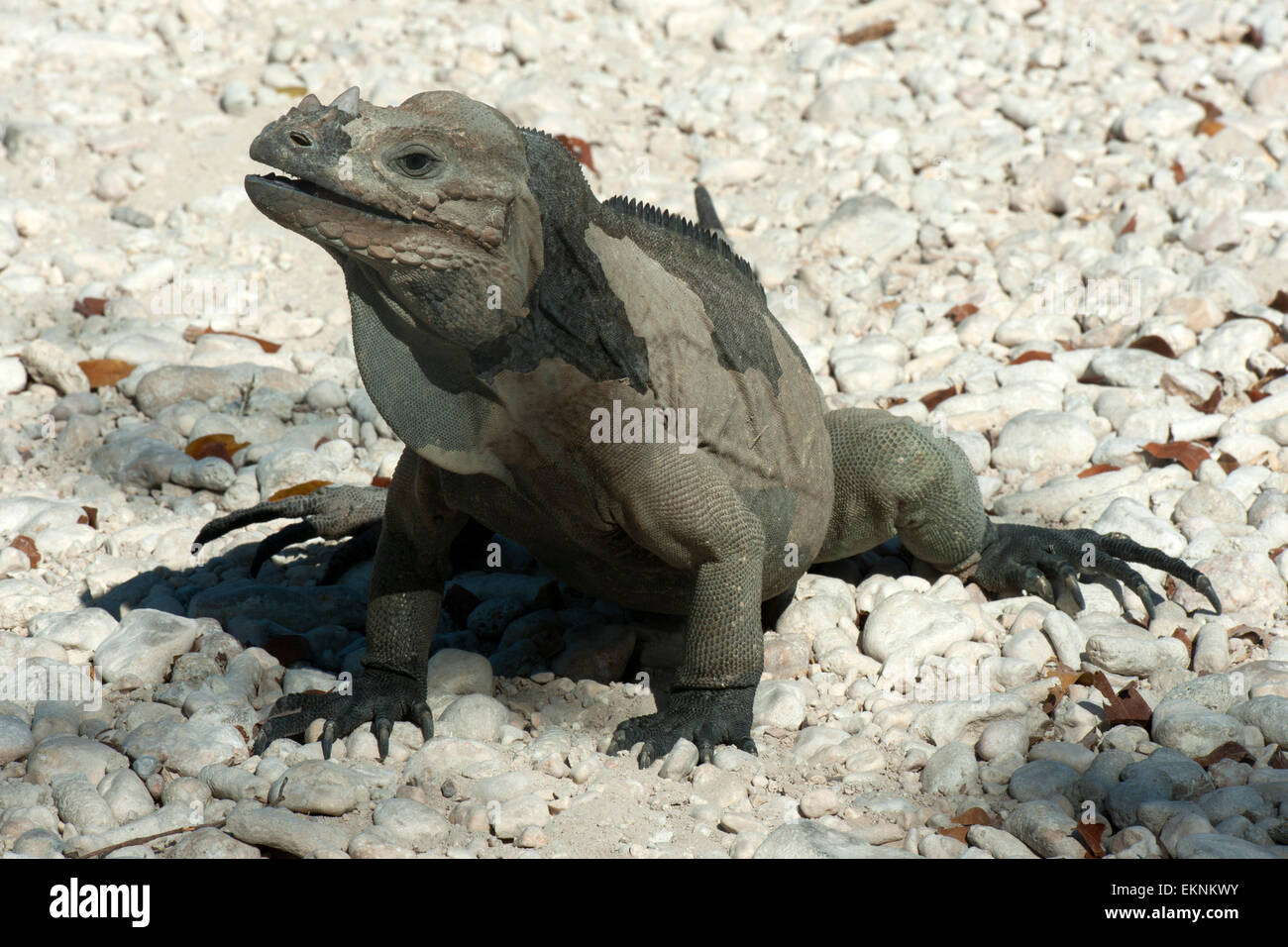 Dominikanische Republik, Südwesten, Halbinsel Baoruco, Parque Nacional ...