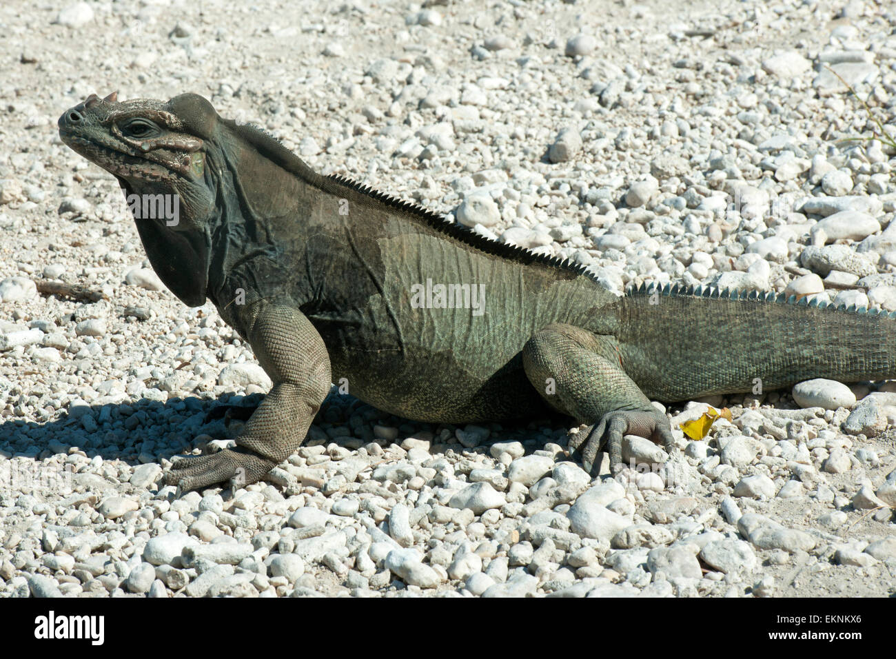Dominikanische Republik, Südwesten, Halbinsel Baoruco, Parque Nacional ...