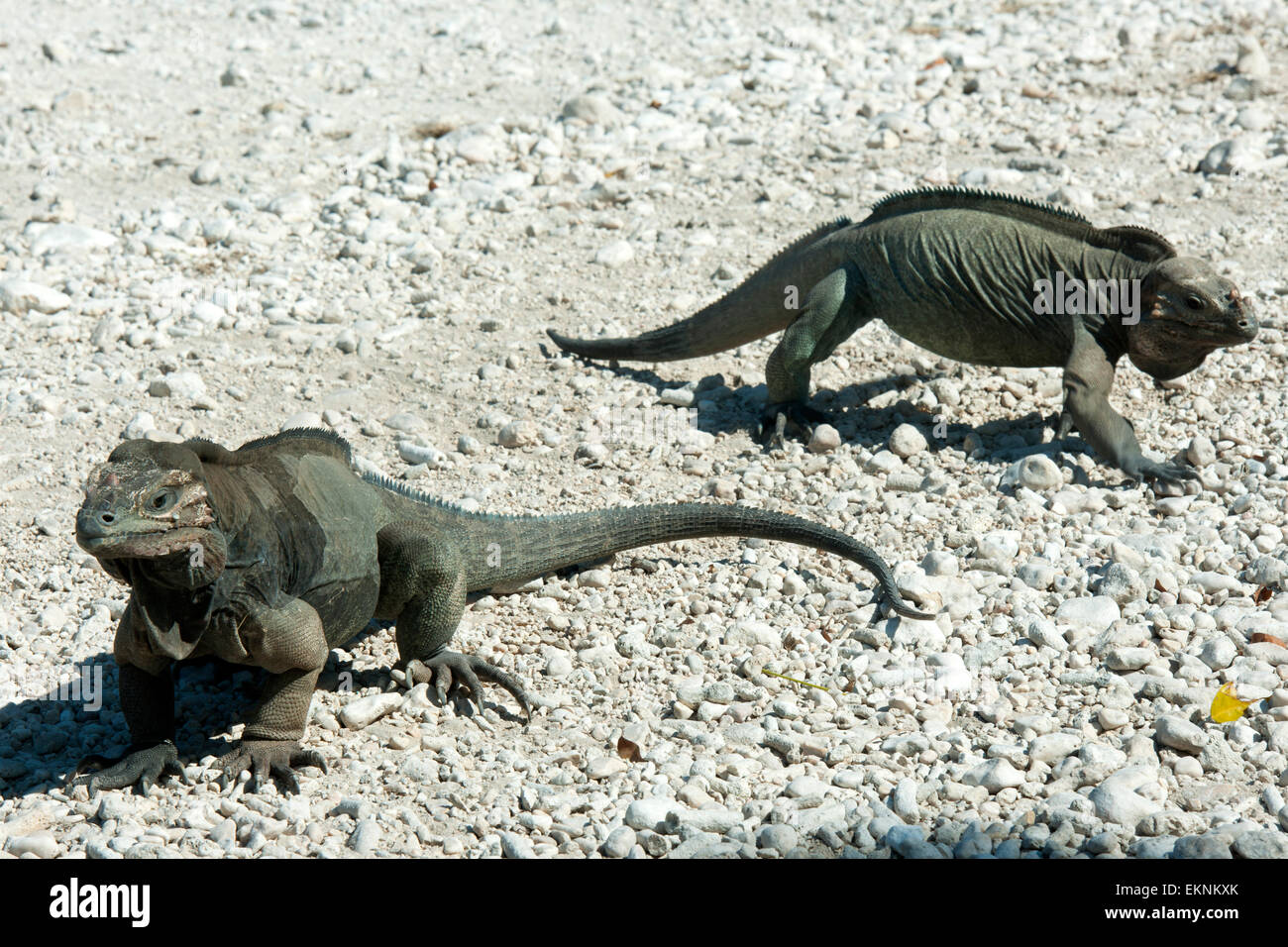 Dominikanische Republik, Südwesten, Halbinsel Baoruco, Parque Nacional ...