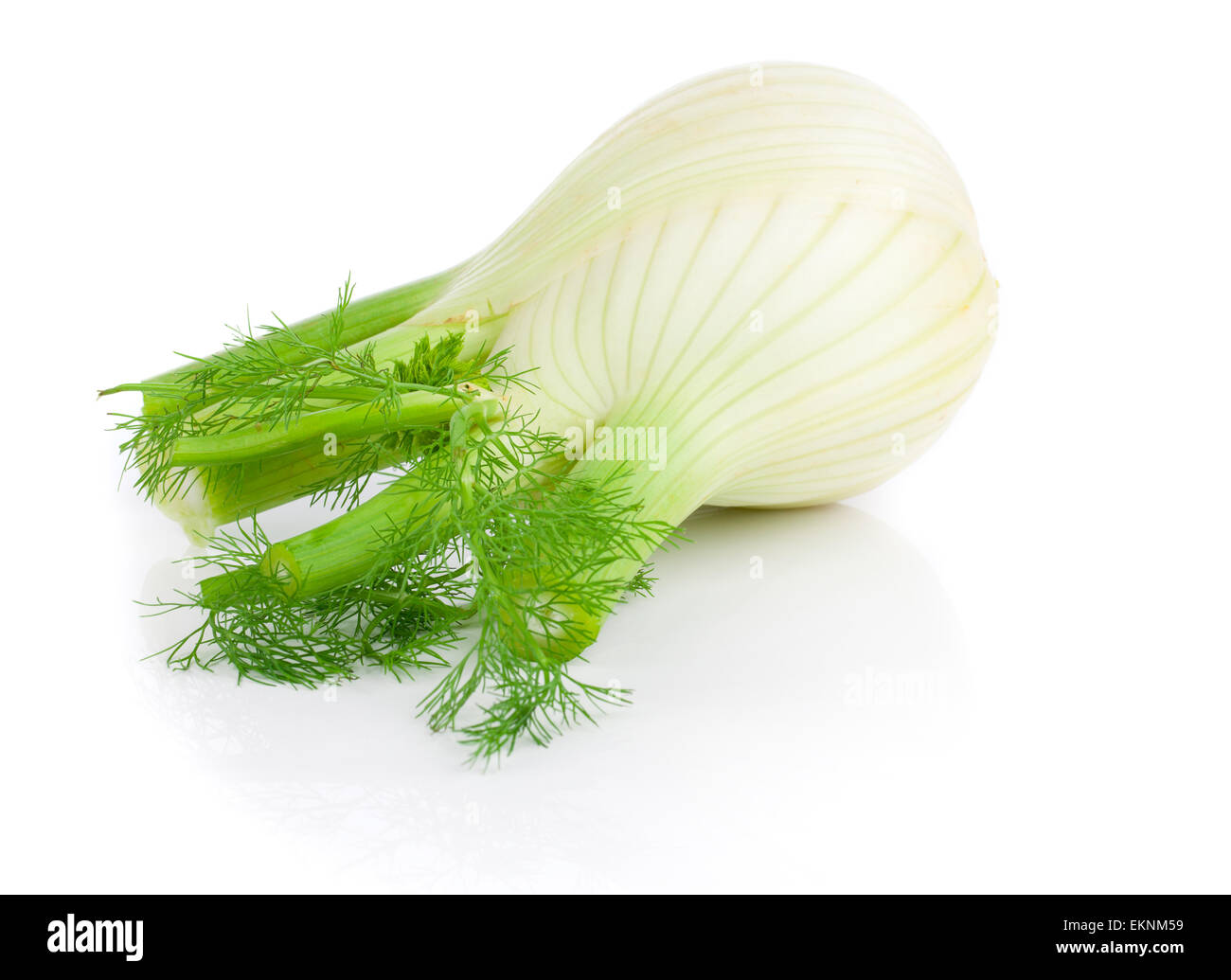 Fresh, organic fennel on a white background Stock Photo - Alamy