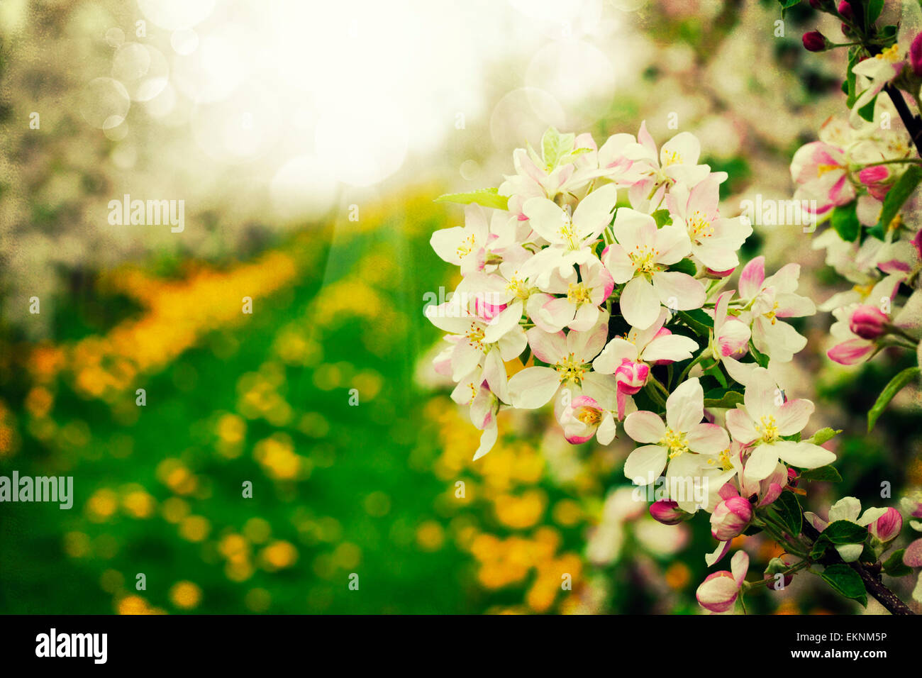 Blossom apples garden in the Spring Stock Photo - Alamy