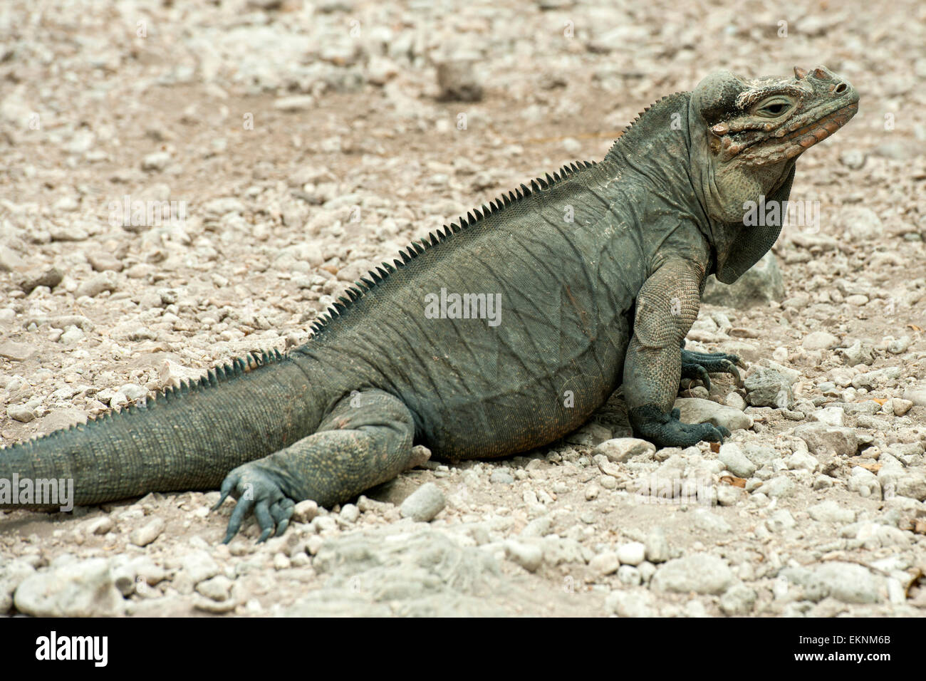 Dominikanische Republik, Südwesten, Halbinsel Baoruco, Parque Nacional ...