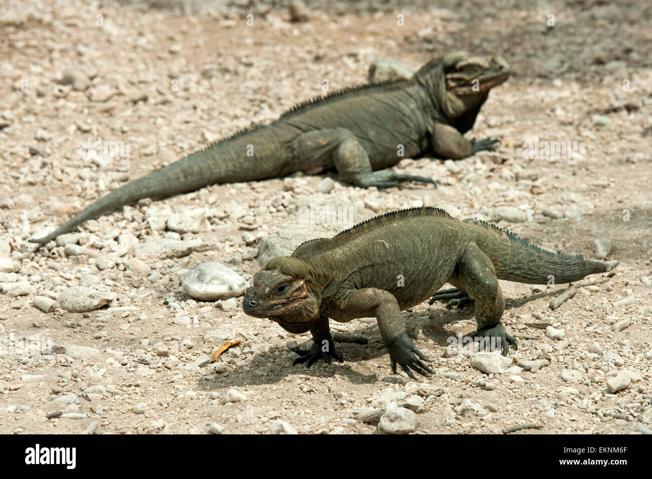 Dominikanische Republik, Südwesten, Halbinsel Baoruco, Parque Nacional ...