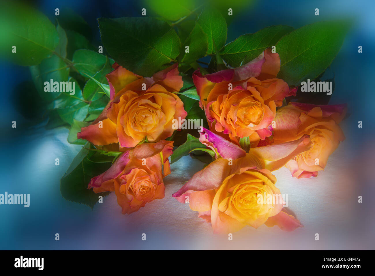 Bouquet of five roses lying on a white background and highlighted ...