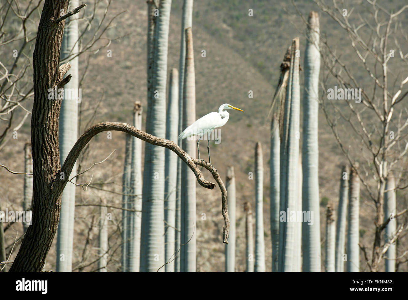 Dominikanische Republik, Südwesten, Halbinsel Baoruco, Parque Nacional ...