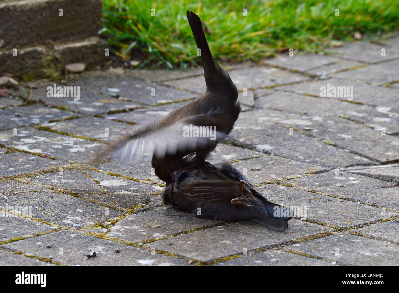 Blackbird (Turdus merula), attacking the dead corpse of another ...