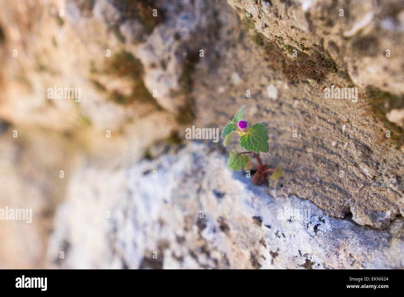 Rock flower hi-res stock photography and images - Alamy