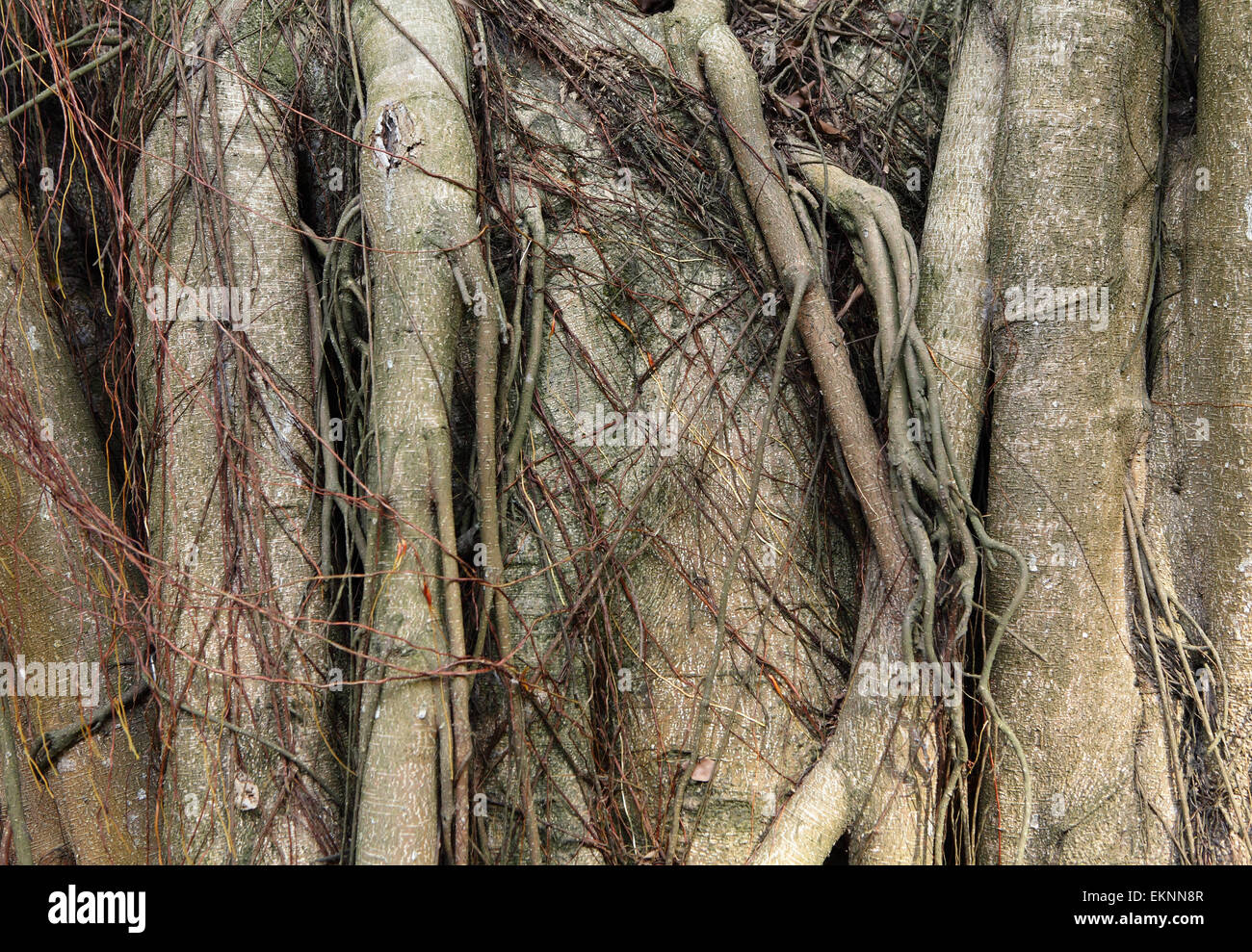 Tree branch detail hi-res stock photography and images - Alamy