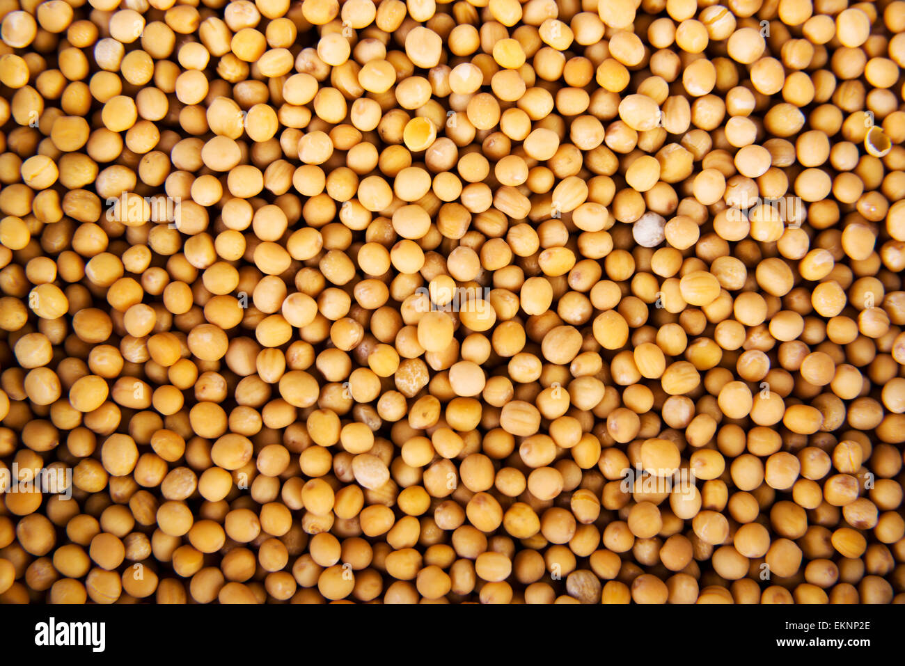 Charlock mustard hi-res stock photography and images - Alamy