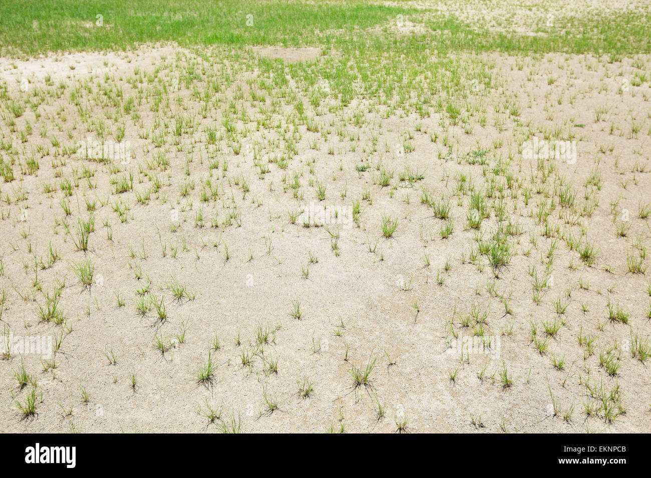 Green lawn plant landscape hi-res stock photography and images - Alamy