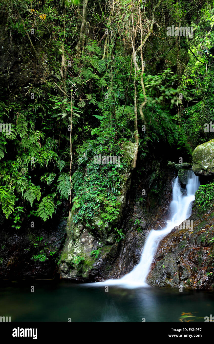 Jungle with waterfall Stock Photo - Alamy