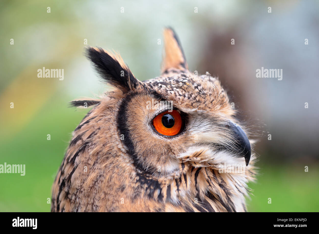 Portrait of an indian eagle-owl, also called the rock eagle-owl or ...