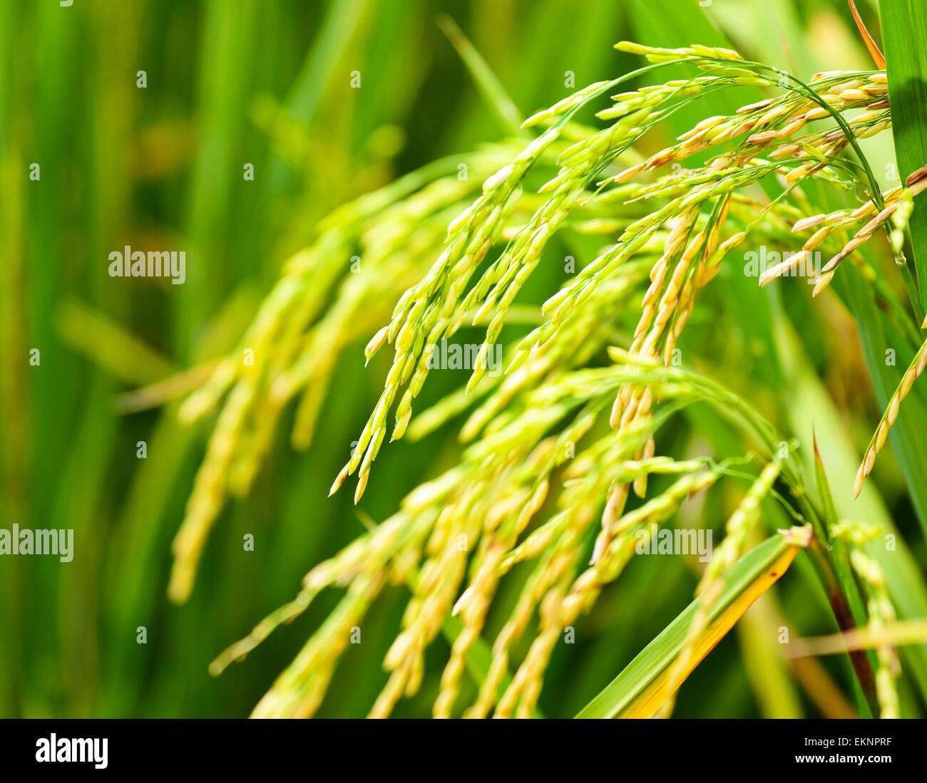 Paddy rice field Stock Photo - Alamy
