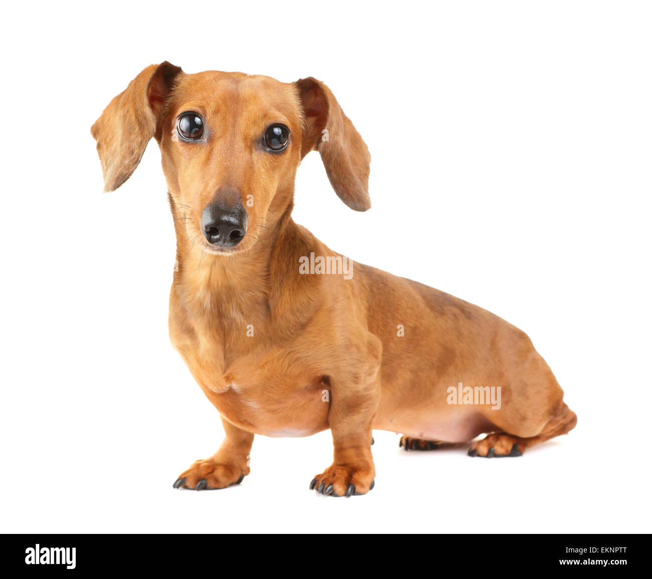 Dachshund dog portrait Stock Photo - Alamy