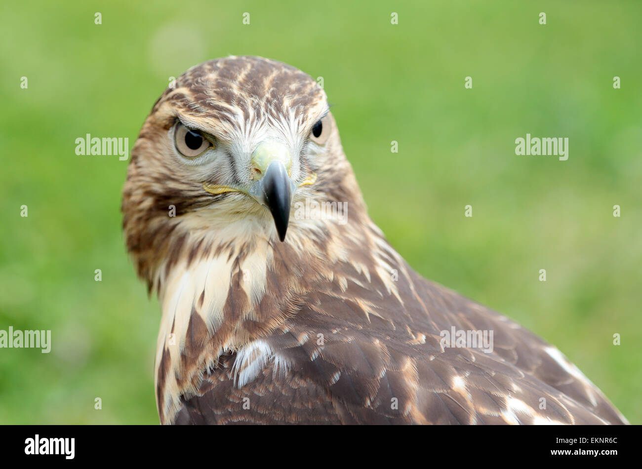 Portrait of a red-tailed hawk, Buteo jamaicensis, looking at camera ...