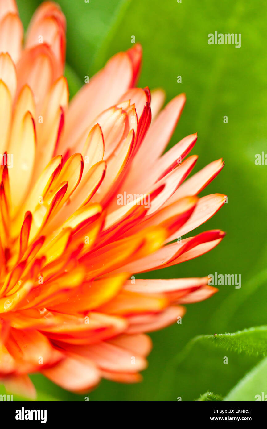 Orange color flower in close up Stock Photo - Alamy