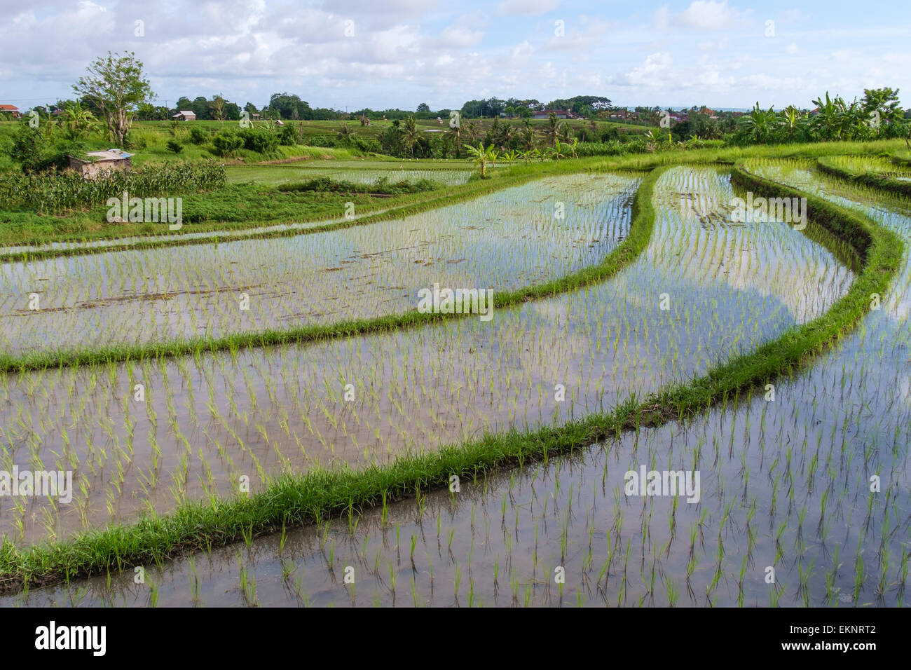 Rice field canggu hi-res stock photography and images - Alamy